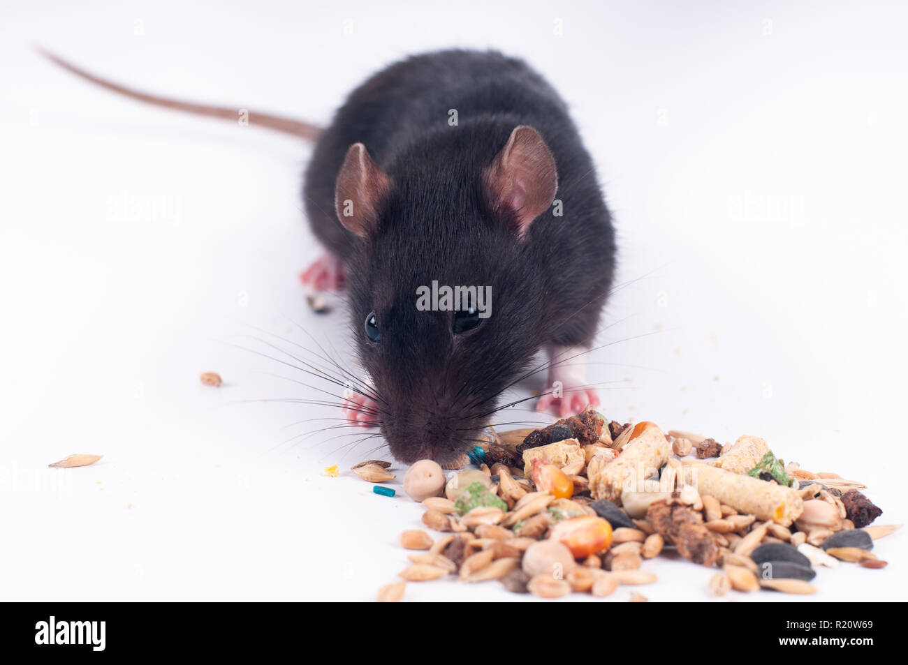 Gray rat eating dry food on white background studio shot Stock Photo ...