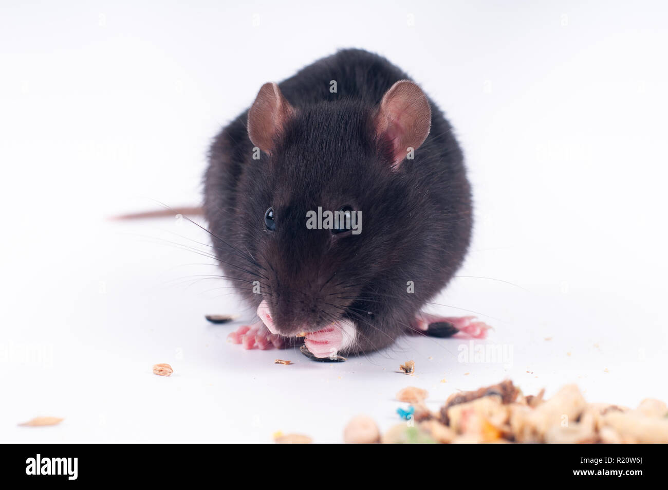 Gray rat eating dry food on white background studio shot Stock Photo ...