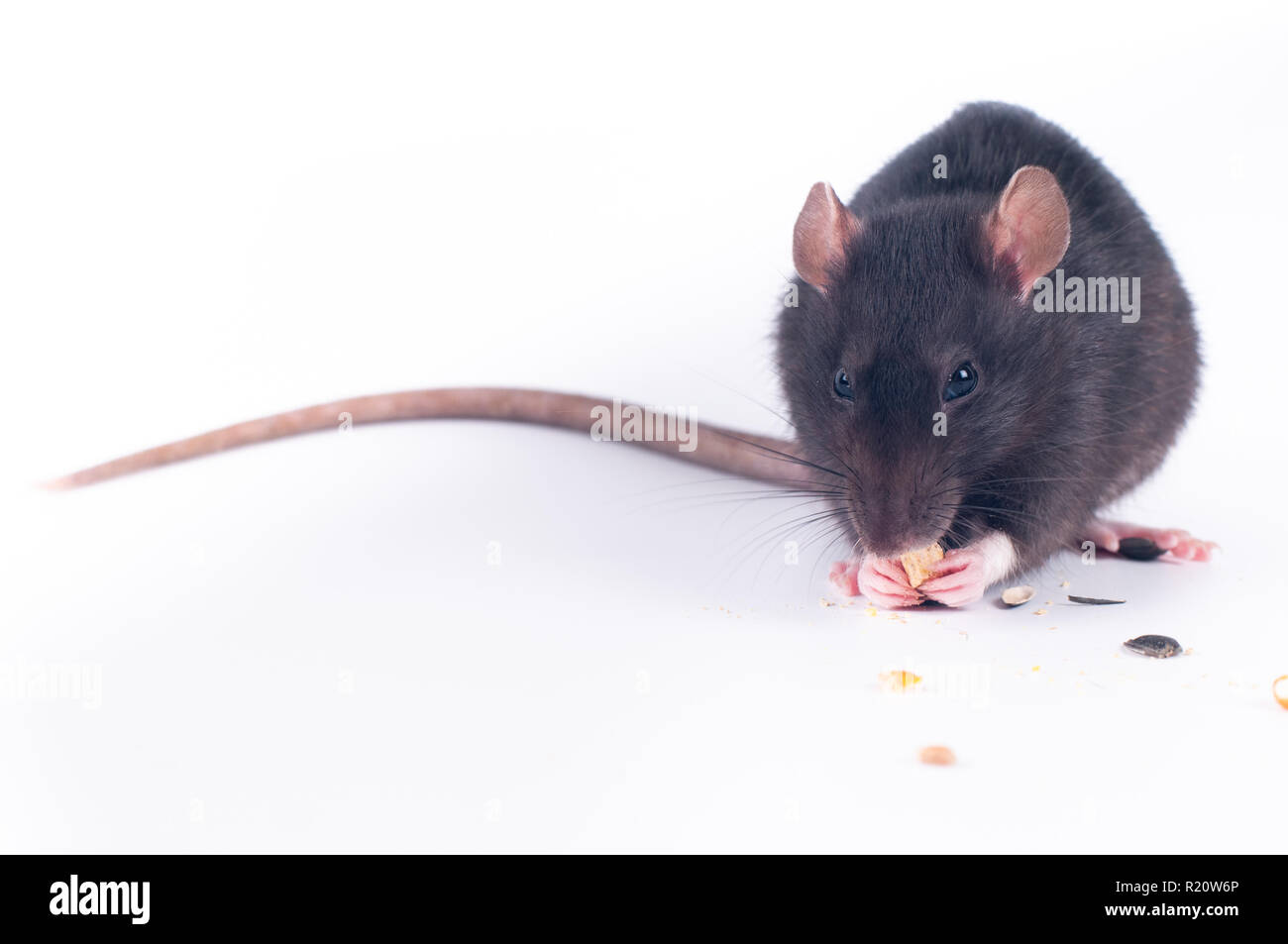 Tamed mouse Cut Out Stock Images & Pictures - Alamy