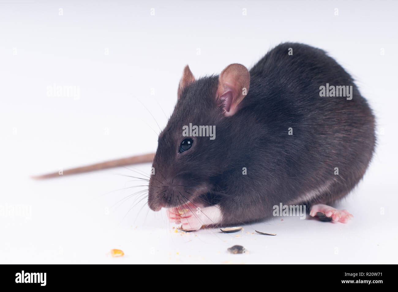 Gray rat eating dry food on white background studio shot Stock Photo ...