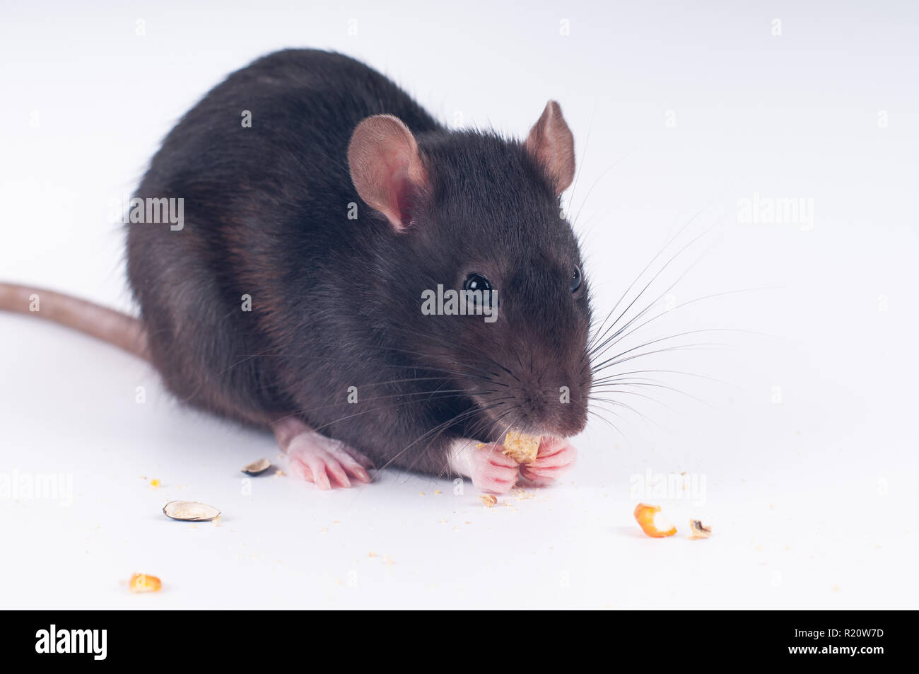Gray rat eating dry food on white background studio shot Stock Photo ...