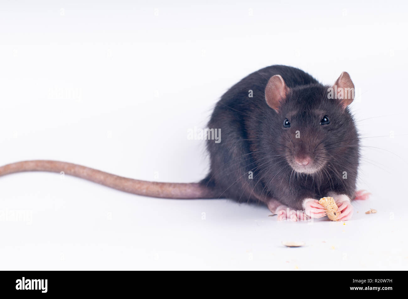 Gray rat eating dry food on white background studio shot Stock Photo ...