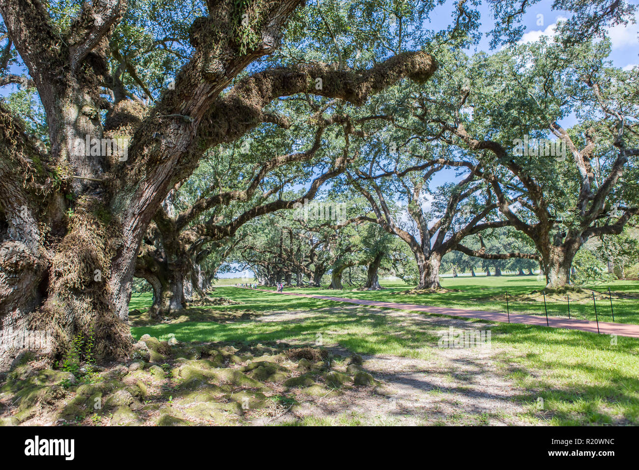 Oak alley plantation hi-res stock photography and images - Alamy