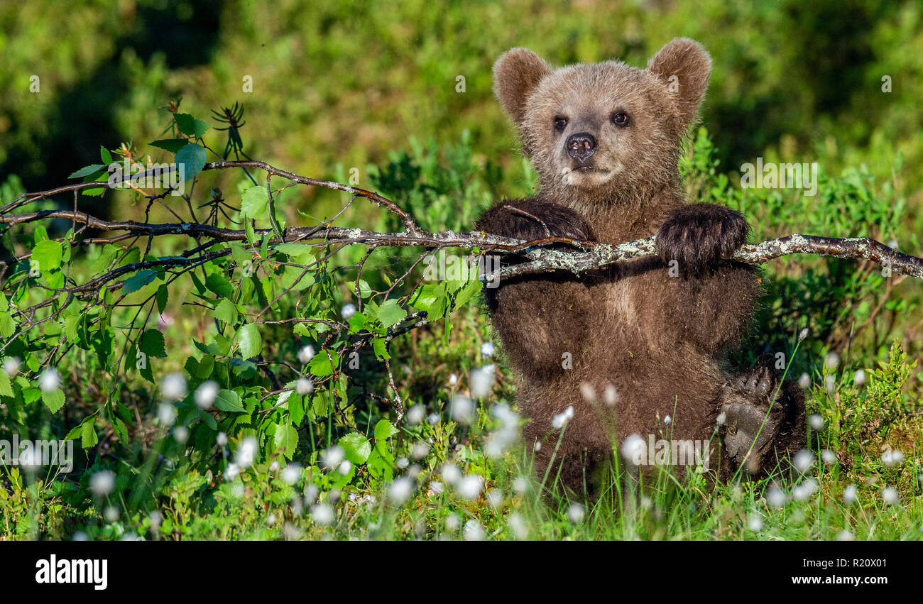 Brown Bear Cub play with birch branch in summer forest among white ...
