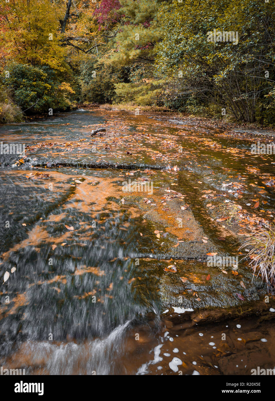 Fractals in nature hi-res stock photography and images - Alamy