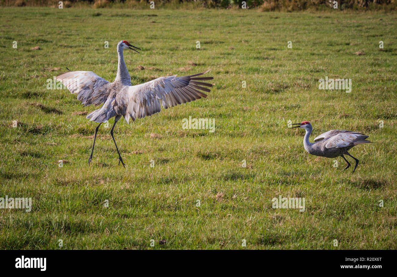 Heron mating dance hi-res stock photography and images - Alamy