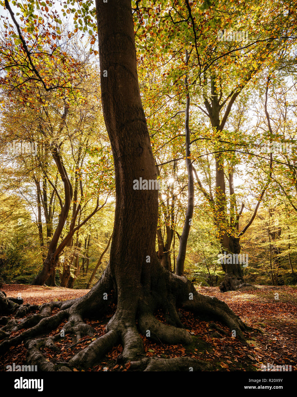 Epping london hi-res stock photography and images - Alamy