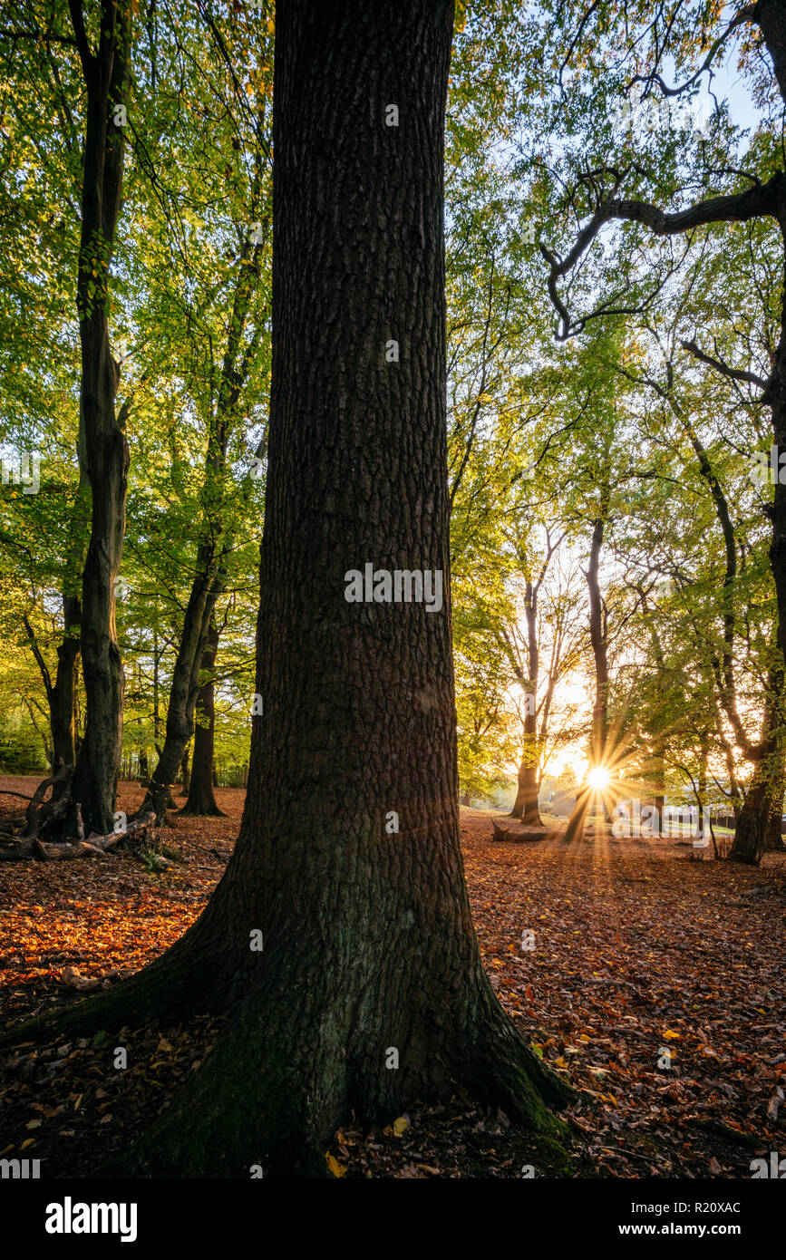 Epping london hi-res stock photography and images - Alamy