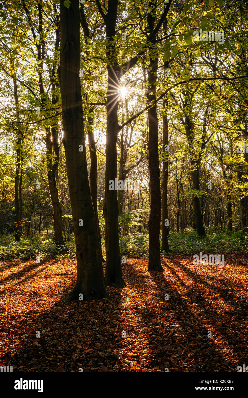 Hainault forest hi-res stock photography and images - Alamy