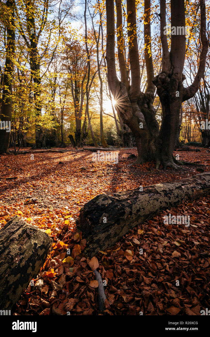 Epping forest autumn hi-res stock photography and images - Alamy