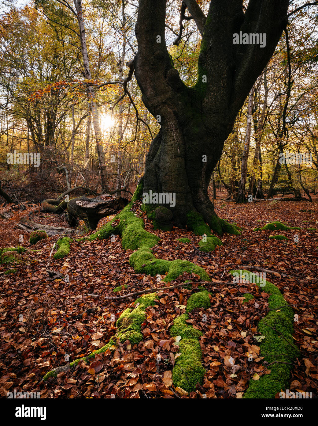 Epping london hi-res stock photography and images - Alamy