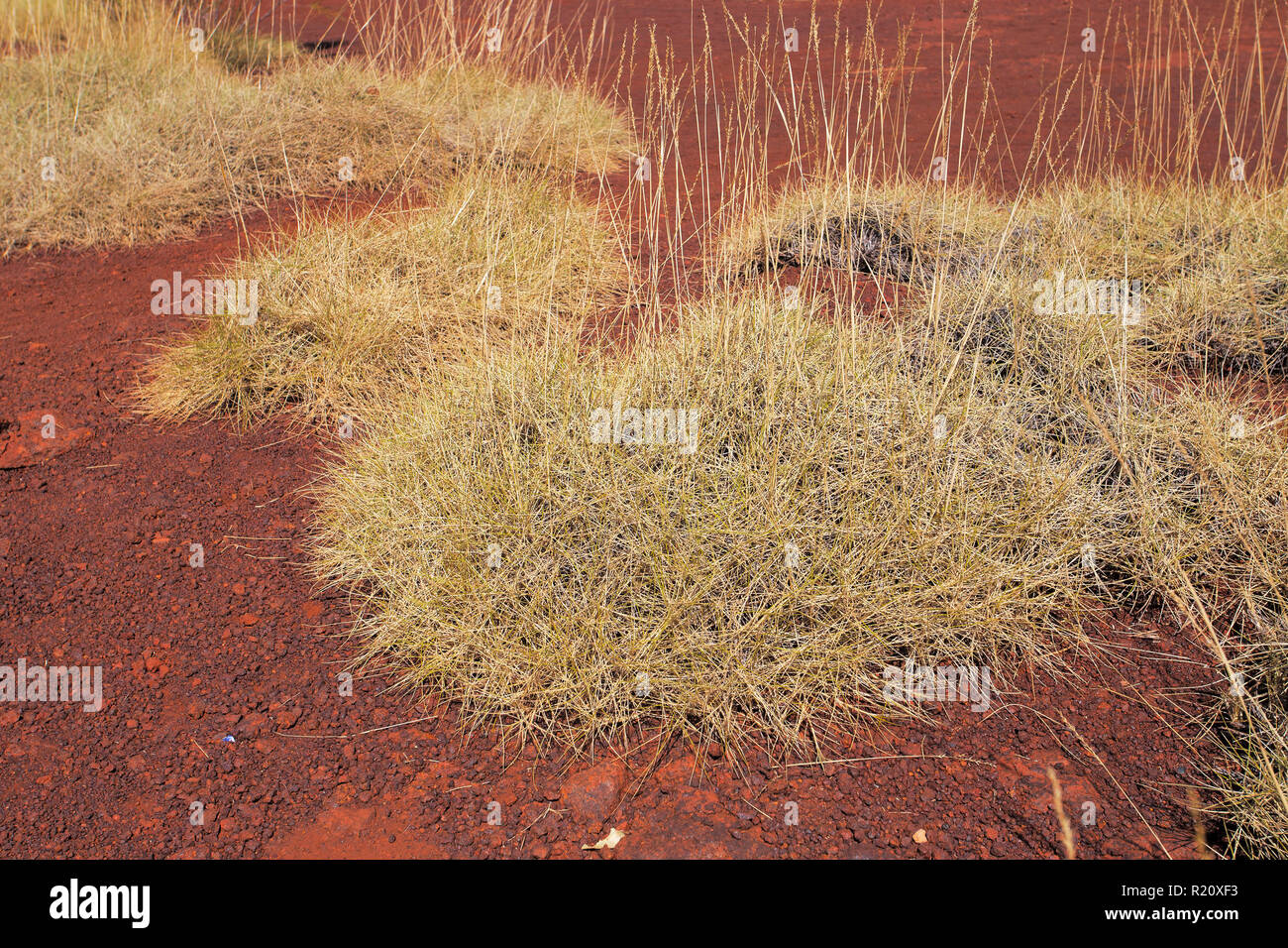 Spinifex Grass High Resolution Stock Photography and Images - Alamy