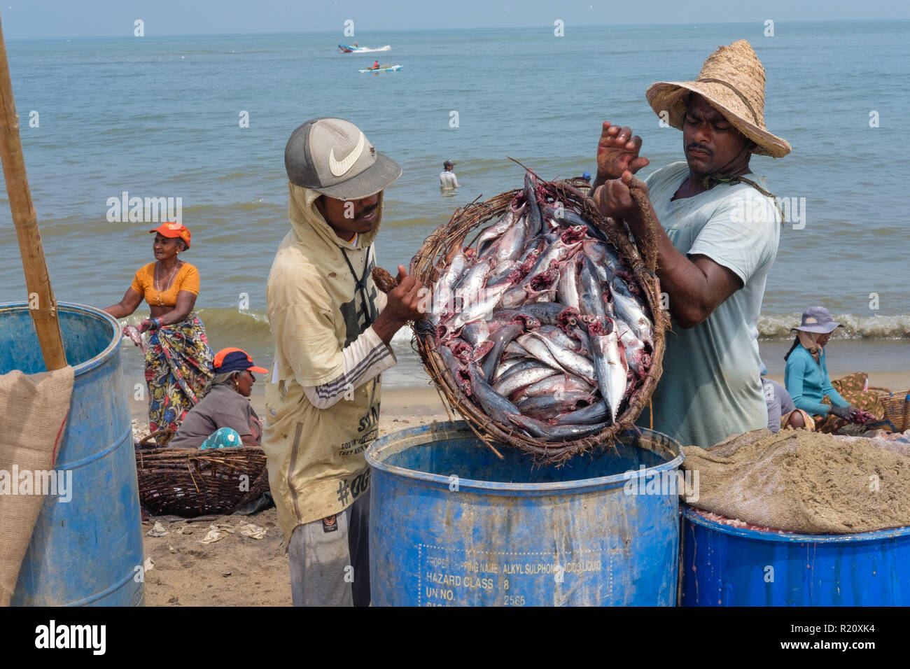 Negombo Fish Market in Negombo, Sri Lanka: workers prepare fish for ...