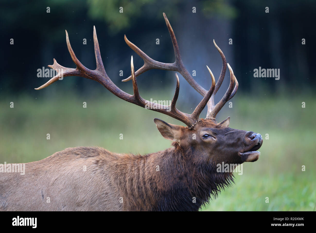 Elk calls hi-res stock photography and images - Alamy