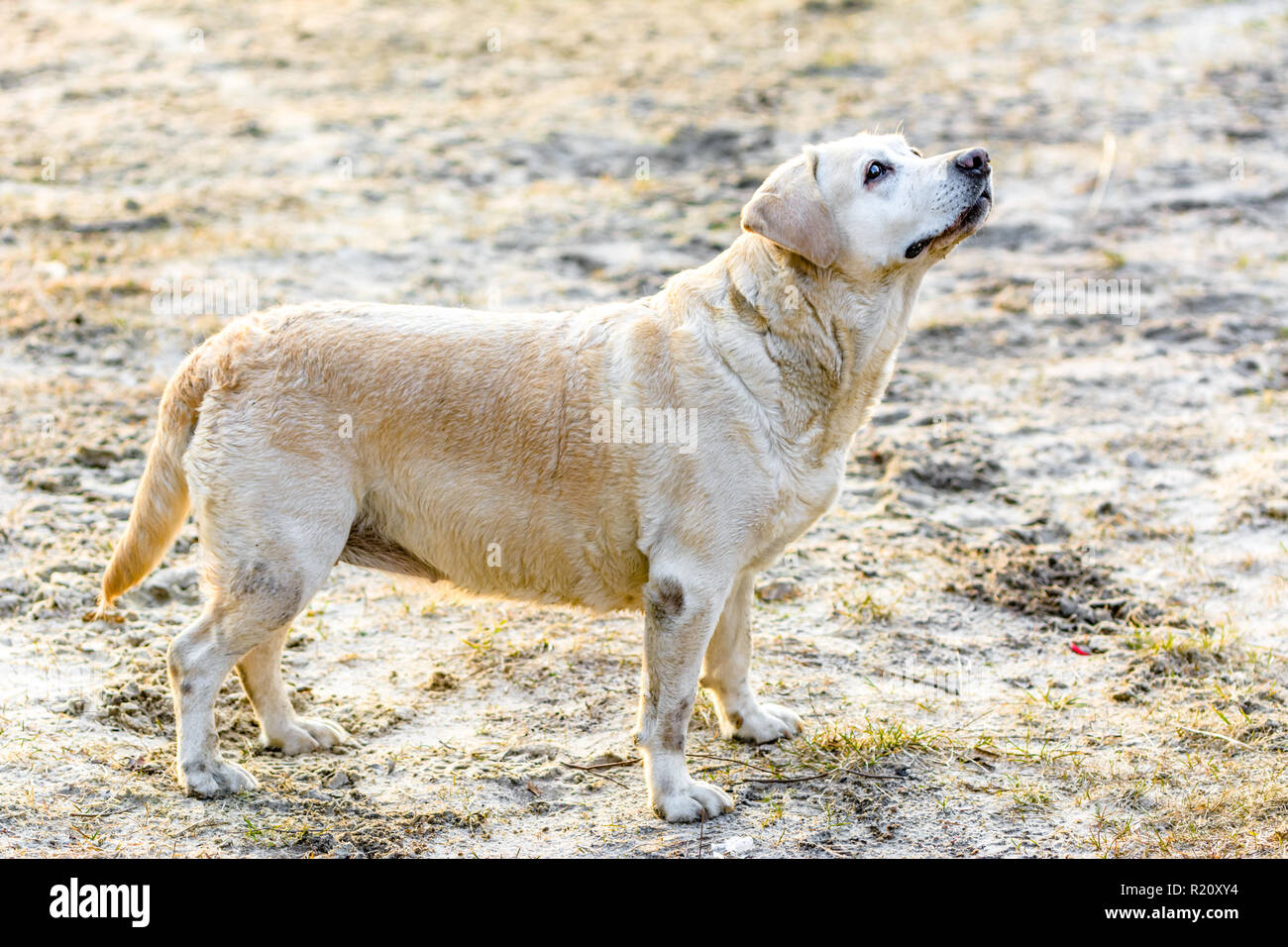 Funny labrador dog walking outdoors Stock Photo - Alamy