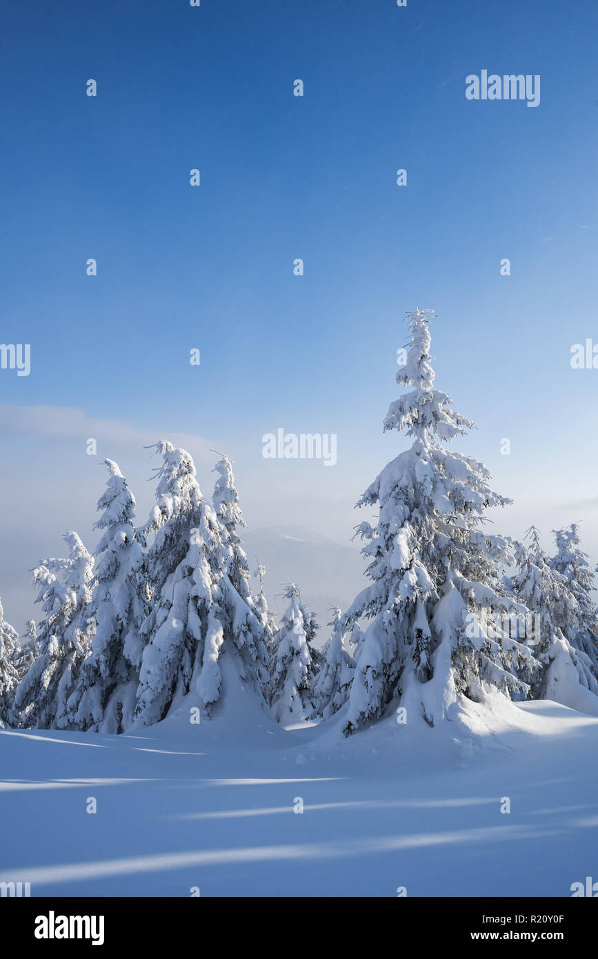 White fir trees landscape hi-res stock photography and images - Alamy