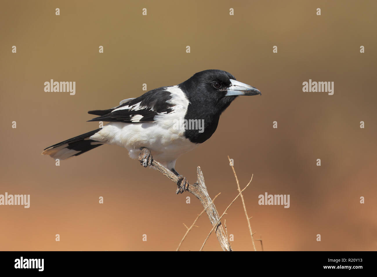 Australian pied butcherbird hi-res stock photography and images - Alamy