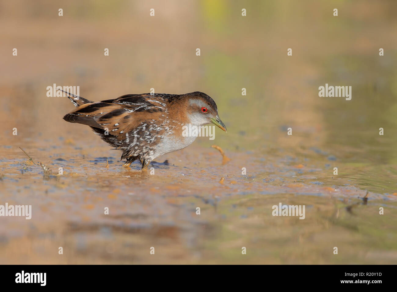 Australian crake hi-res stock photography and images - Alamy