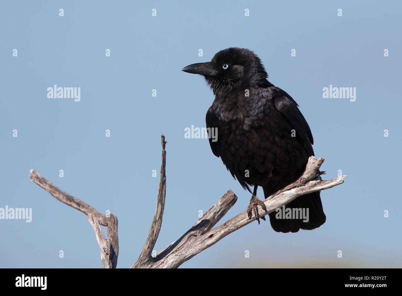 Little crow hi-res stock photography and images - Alamy