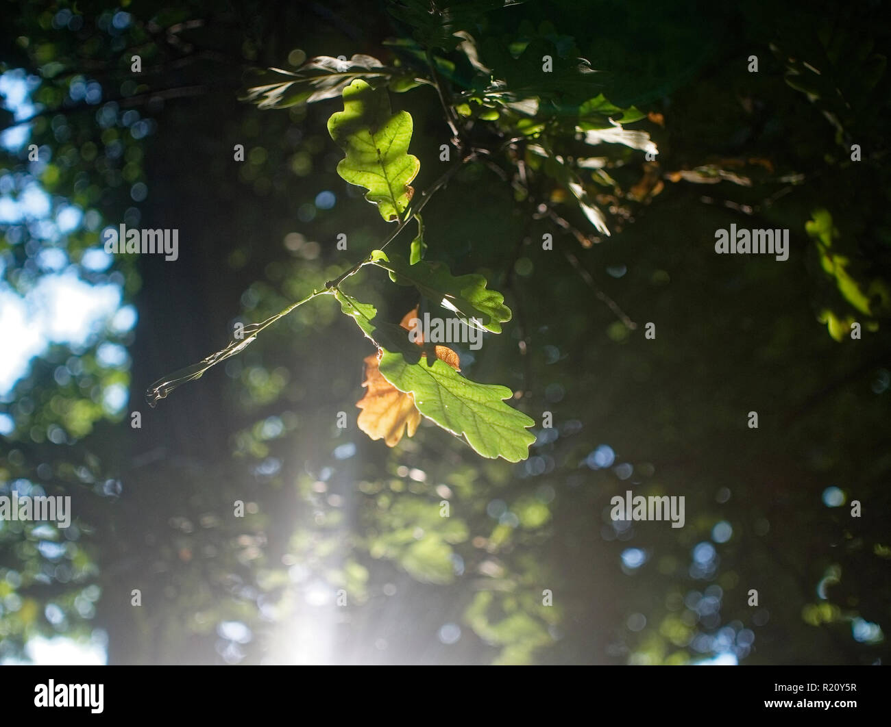 the rays of the sun through the oak leaves in the summer, Moscow Stock ...