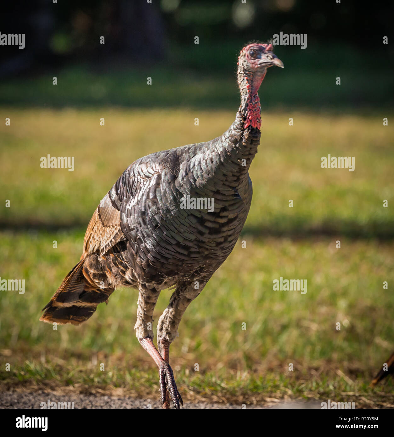 Foot up hi-res stock photography and images - Alamy
