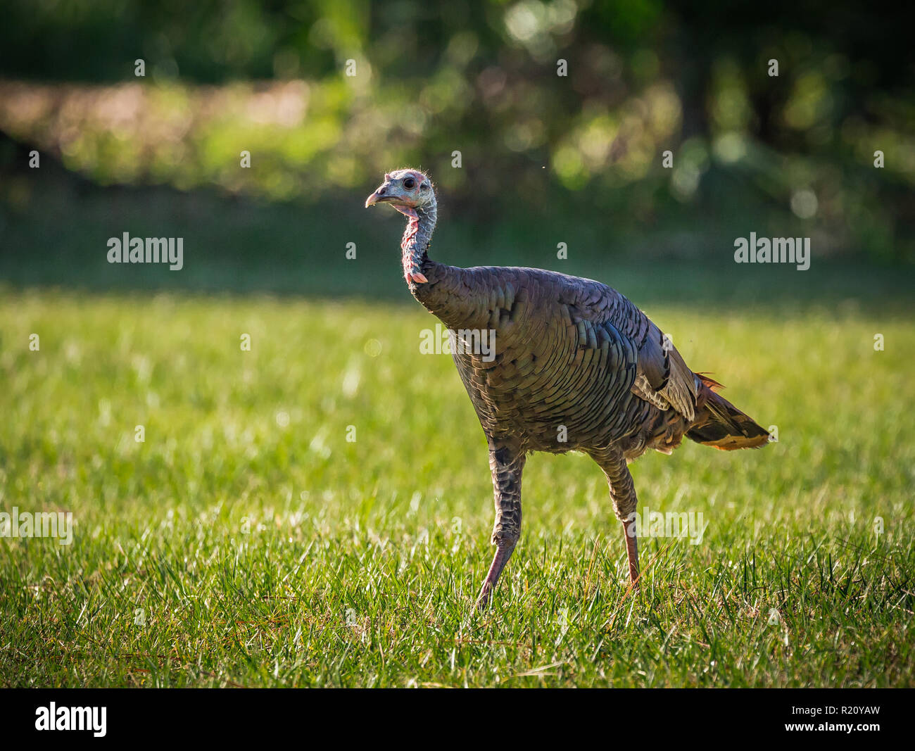 Wild female turkey walks through grass field Stock Photo - Alamy