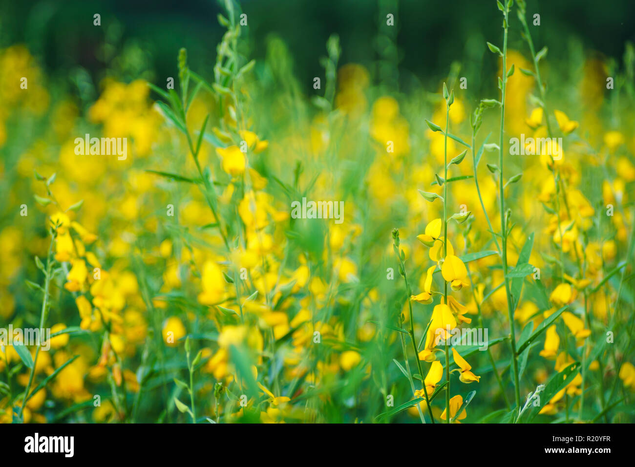 Yellow flowers of yellow sunhemp Stock Photo - Alamy