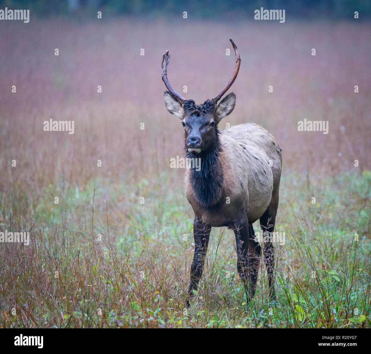 Young male elk horns hi-res stock photography and images - Alamy