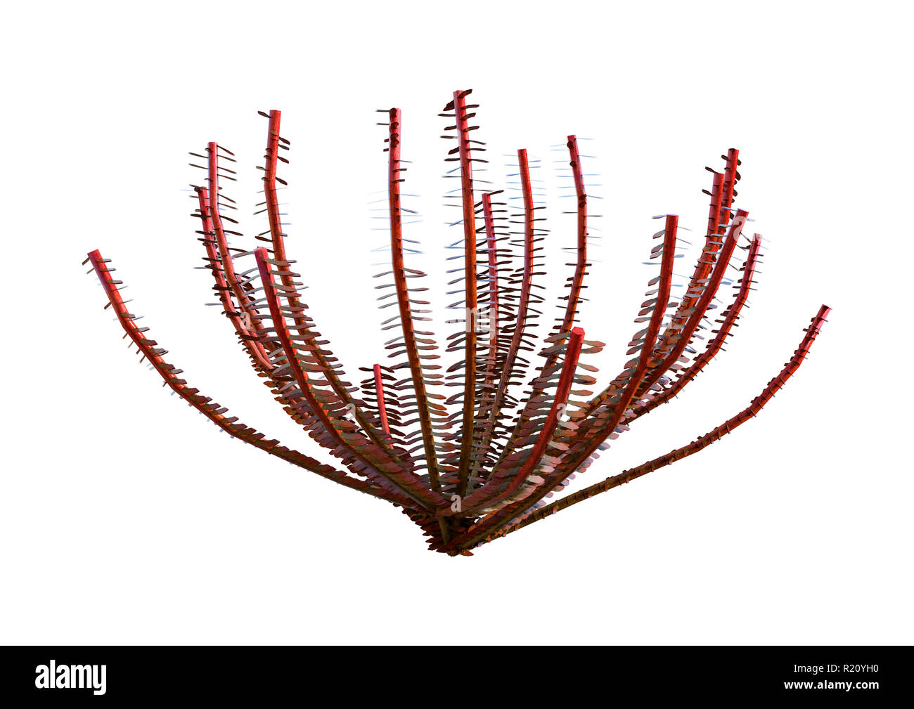 3D rendering of a red sea lily isolated on white background Stock Photo ...