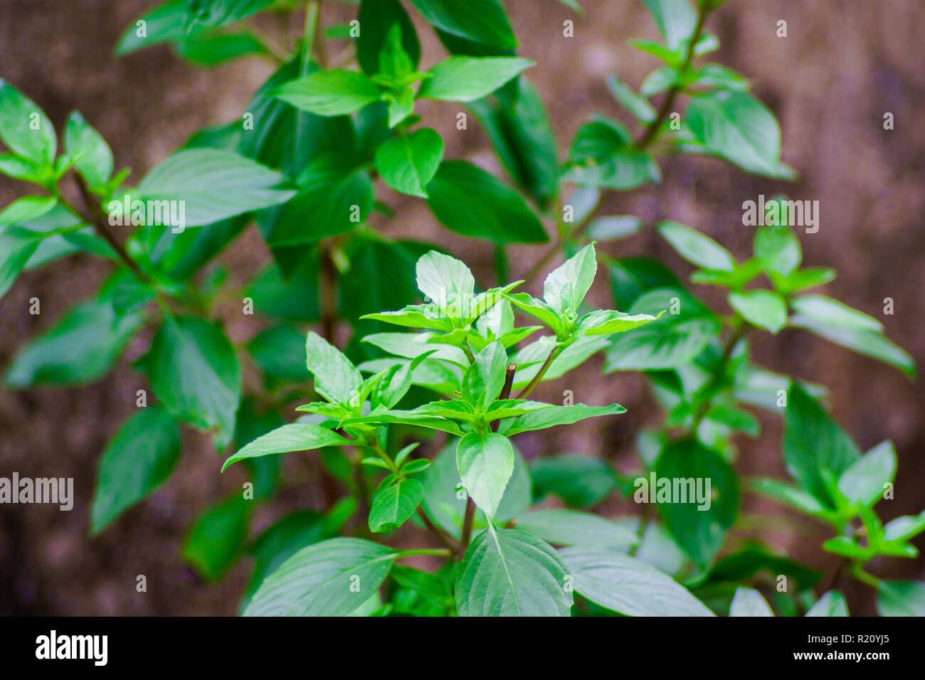 Luscious color hi-res stock photography and images - Alamy