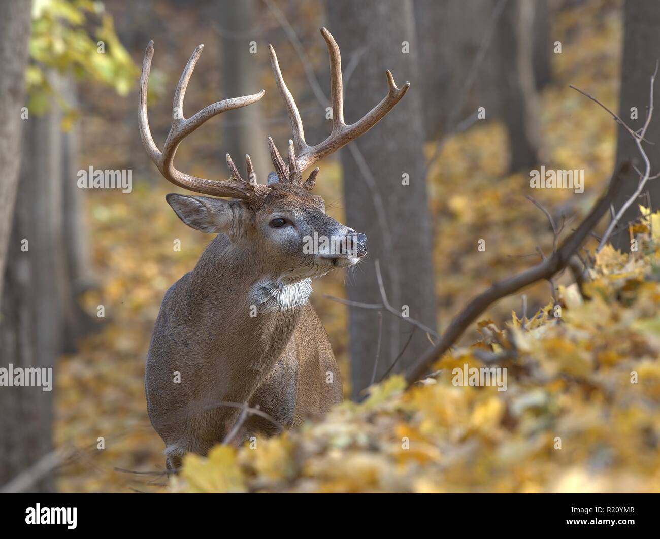 12 Point Whitetail Buck