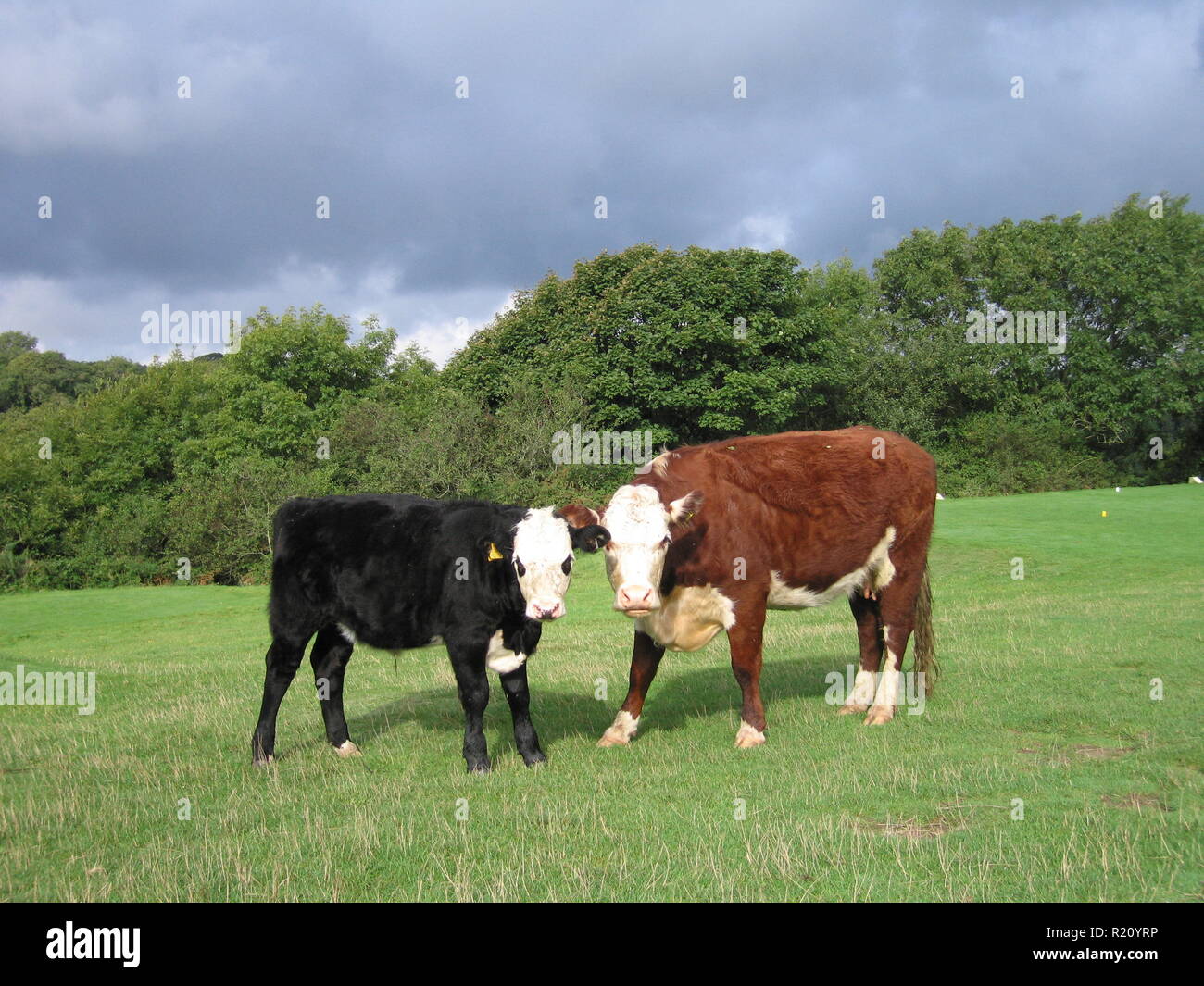 Friesian bull cattle hi-res stock photography and images - Alamy