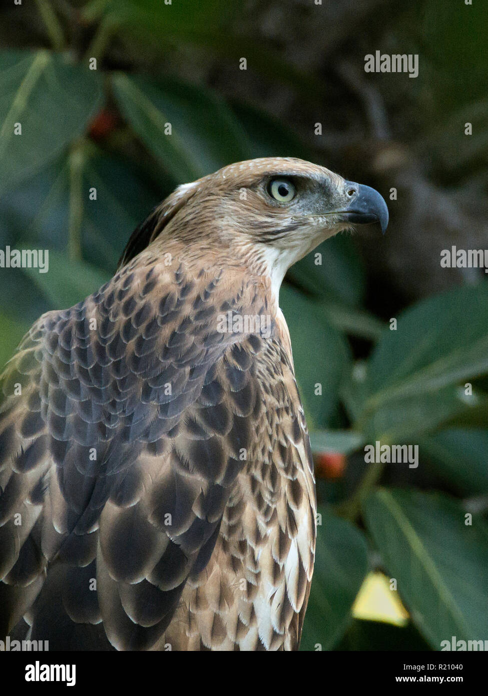 Changeable Hawk-Eagle (crested) (Nisaetus cirrhatus) Gujarat, India ...