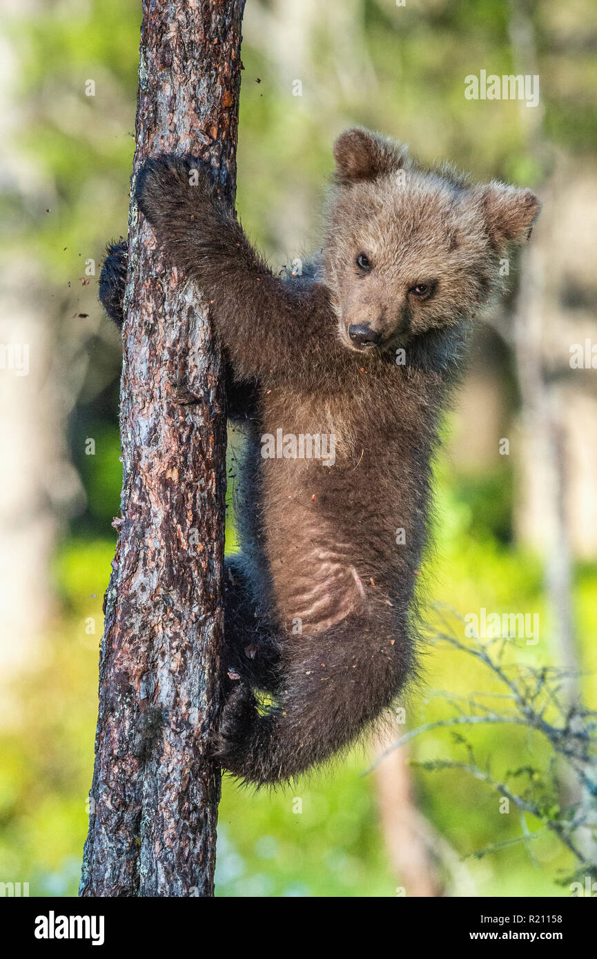 Bear Cubs Climbing Up A Tree Hi Res Stock Photography And Images Alamy