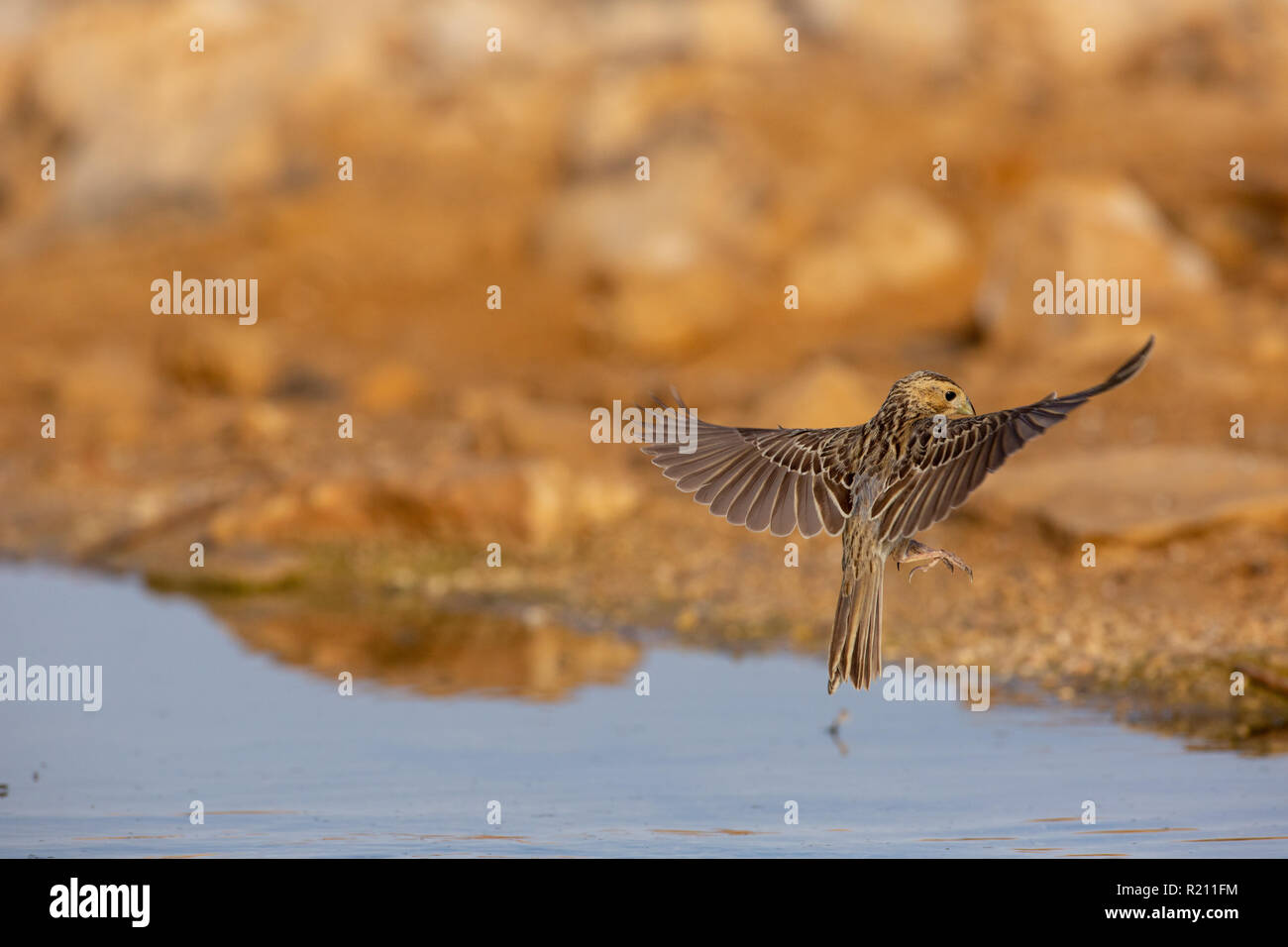 corn bunting (Emberiza calandra) in flying Stock Photo - Alamy