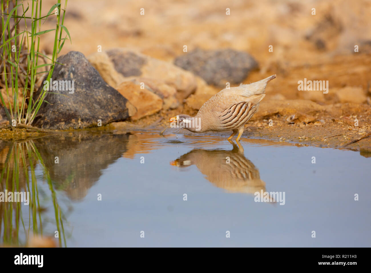 sand partridge drinking water (Ammoperdix heyi Stock Photo - Alamy