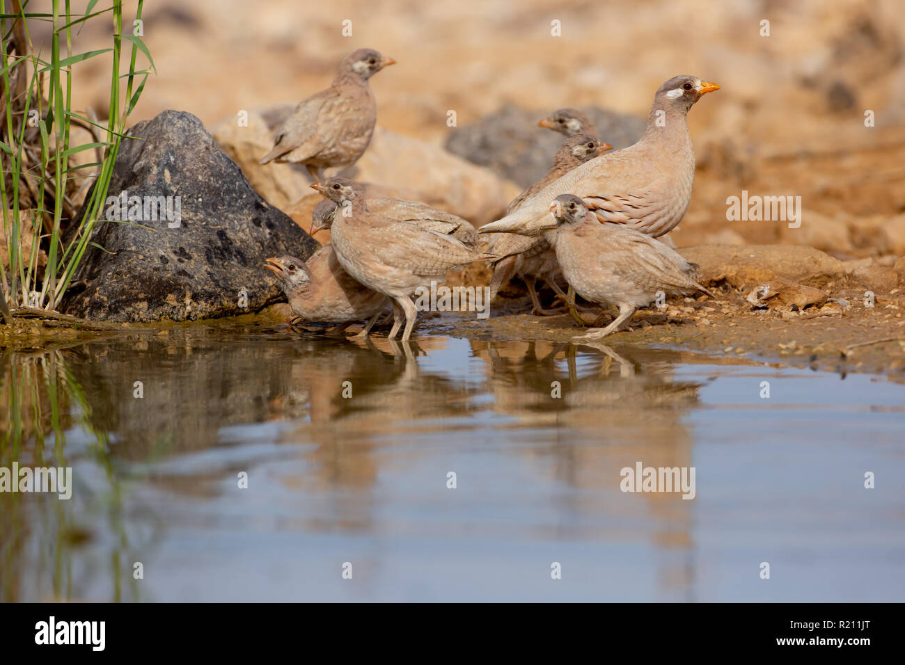 sand partridge drinking water (Ammoperdix heyi Stock Photo - Alamy