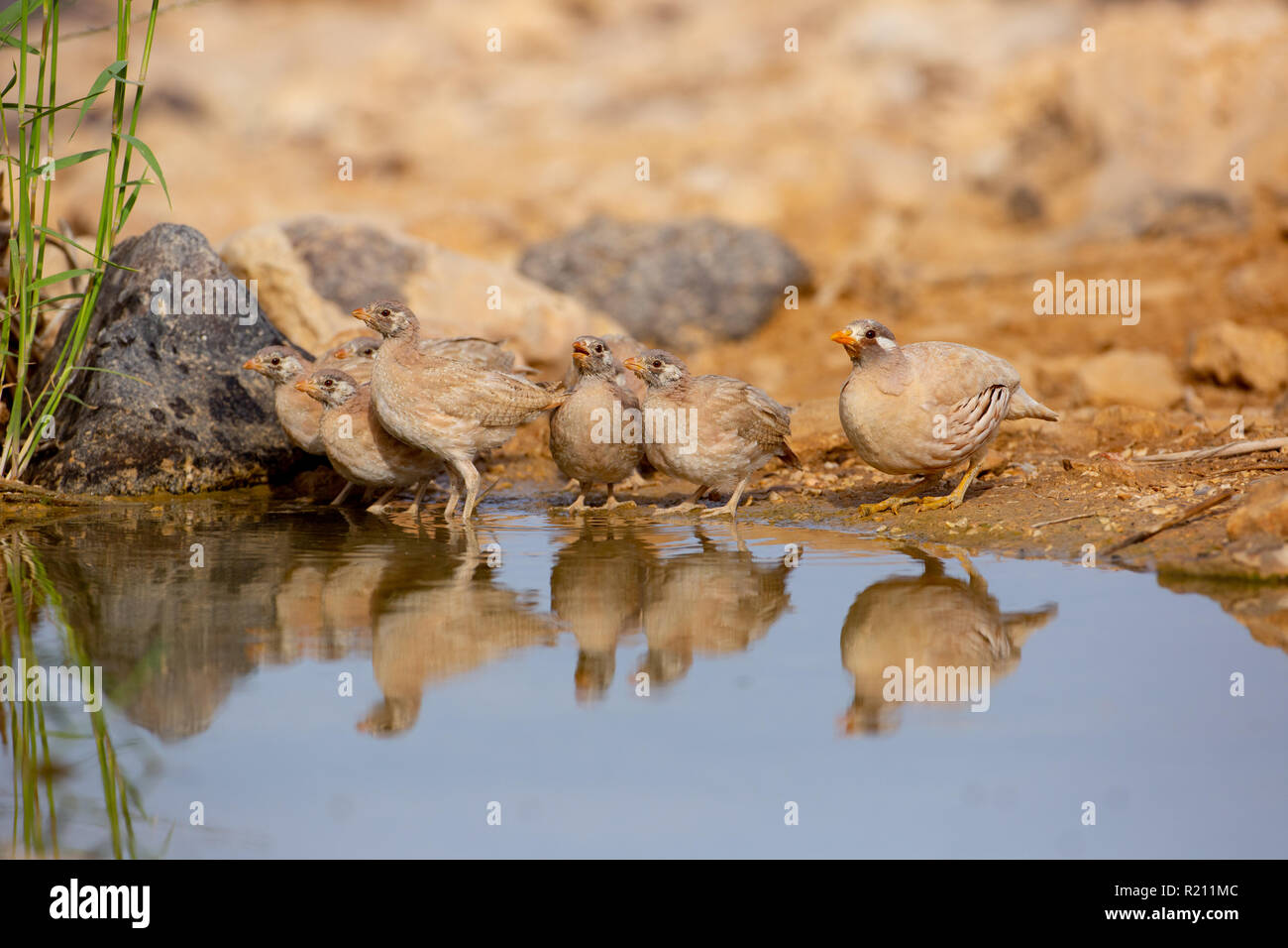 sand partridge drinking water (Ammoperdix heyi Stock Photo - Alamy