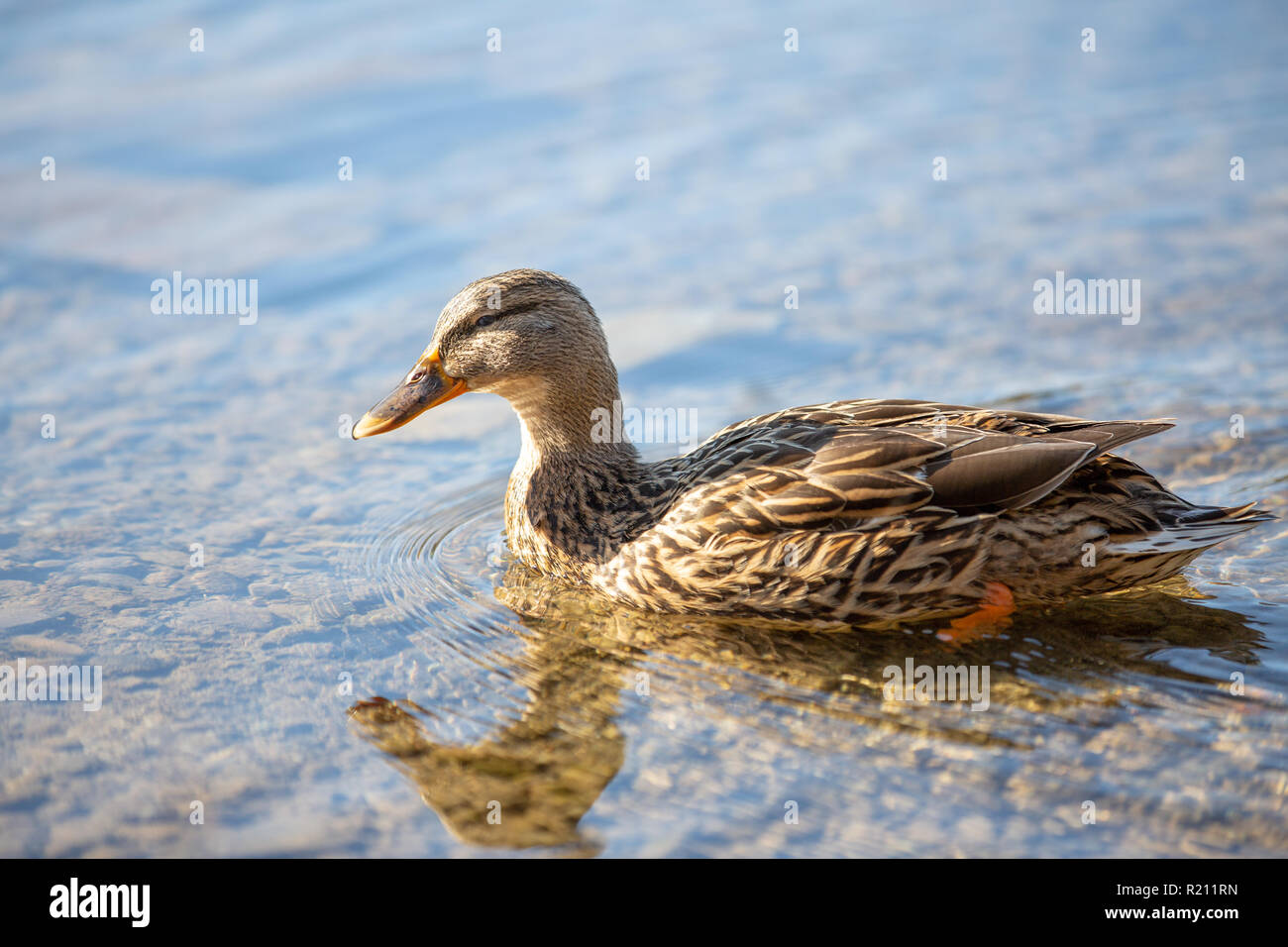 Duck swimming on water in Lake District England Stock Photo - Alamy