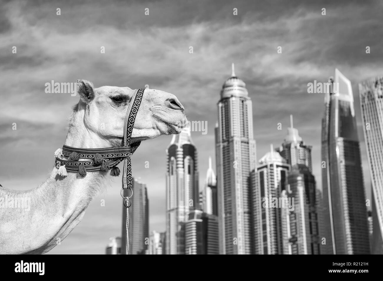 DUBAI Camel on skyscrapers background at the beach . UAE Dubai Marina ...