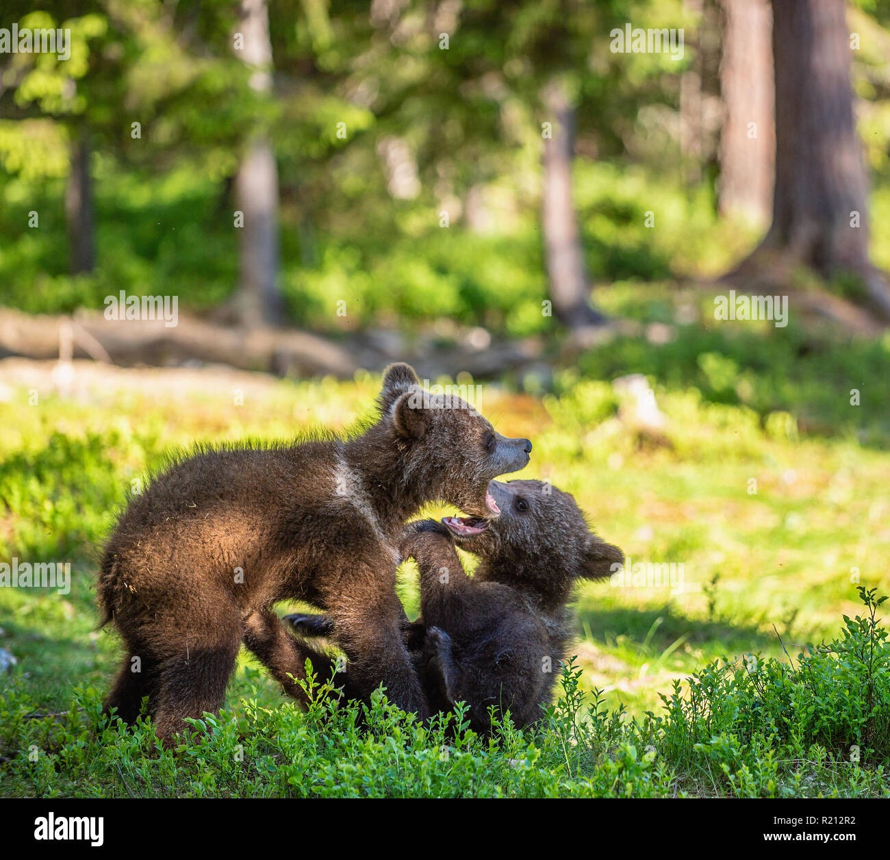 Brown Bear Cubs Playfully Fighting Scientific Name Ursus Arctos