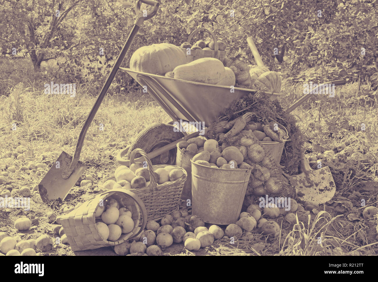 Harvested into a pile crop of vegetables in the garden Stock Photo - Alamy