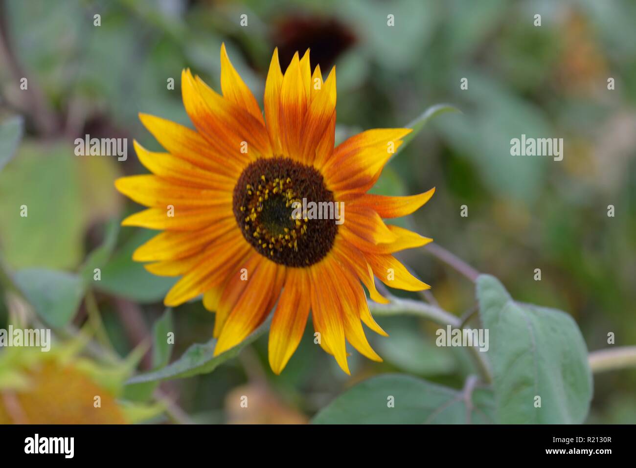 Helianthus annuus Claret Stock Photo - Alamy