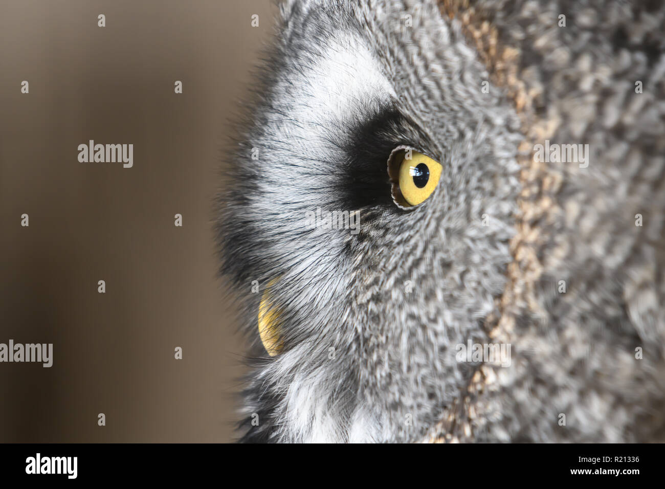 Great Gray Owl isolated Stock Photo - Alamy