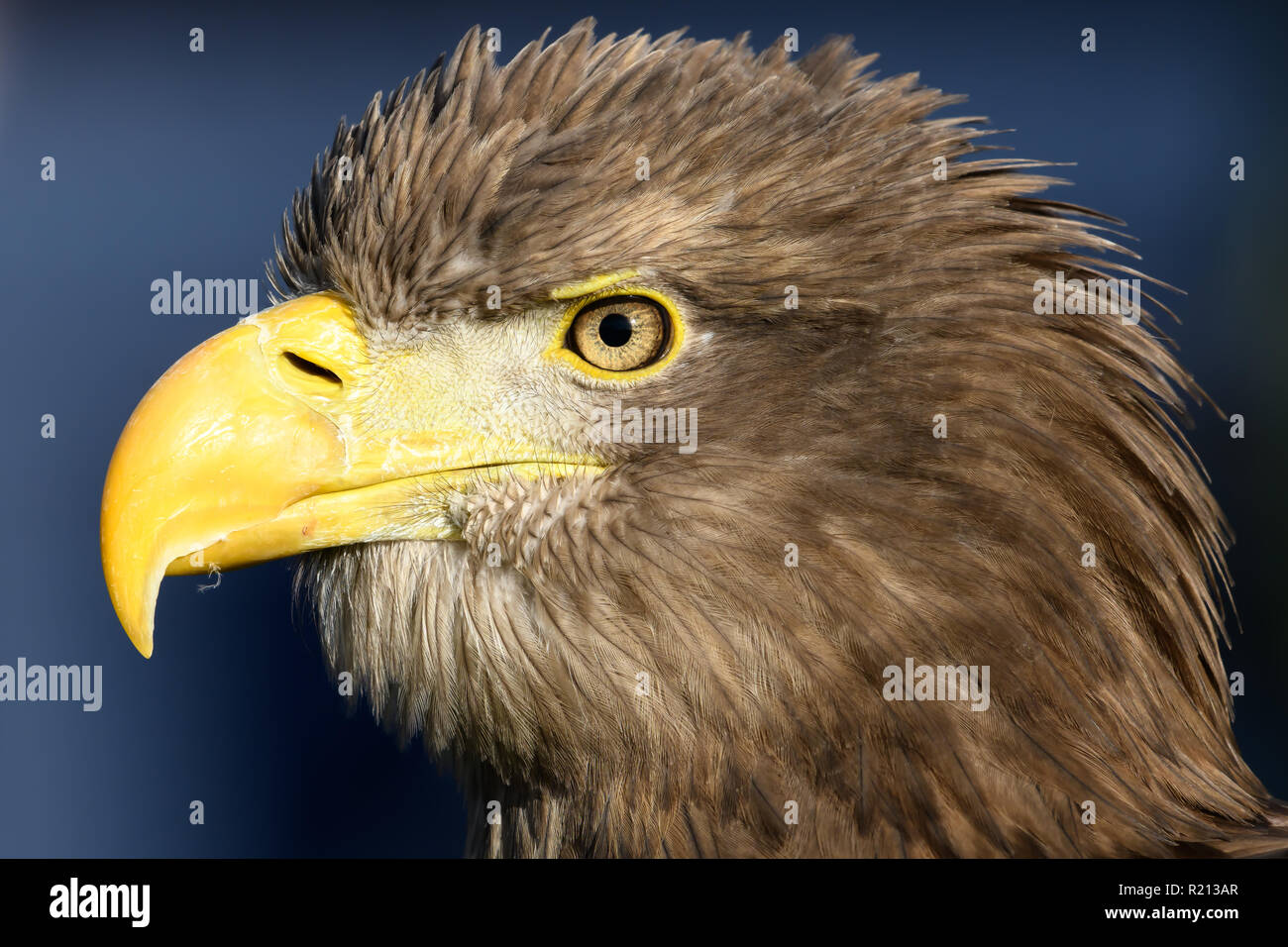 Eagle bird portrait Stock Photo - Alamy