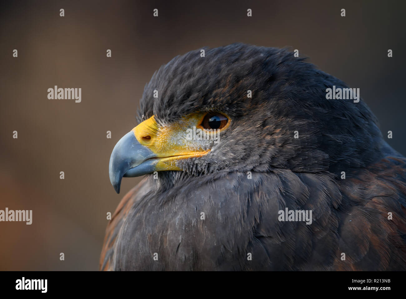 Bird of prey portrait isolated Stock Photo - Alamy