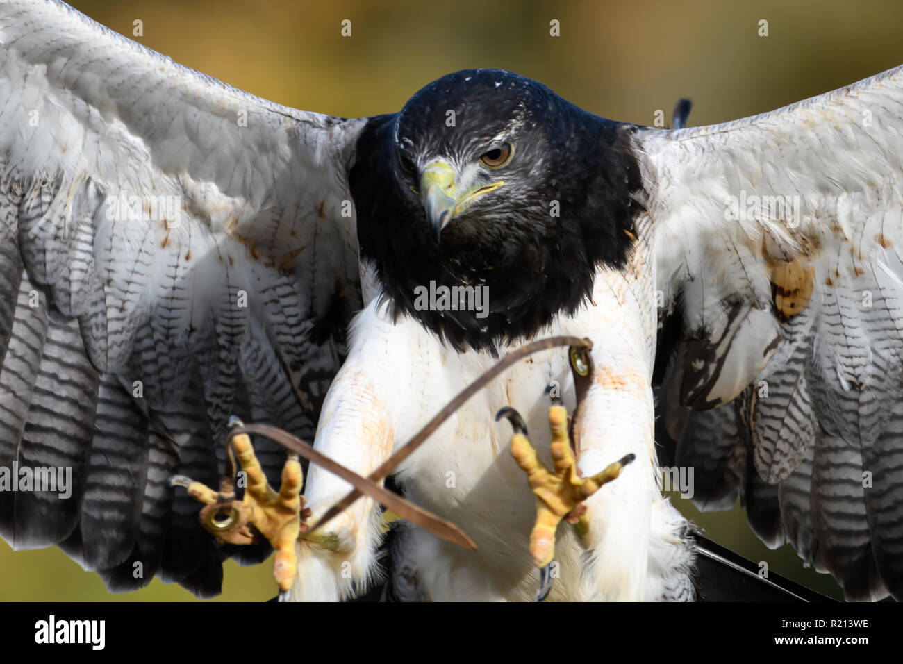 Buzzard eagle landing on a perch Stock Photo - Alamy