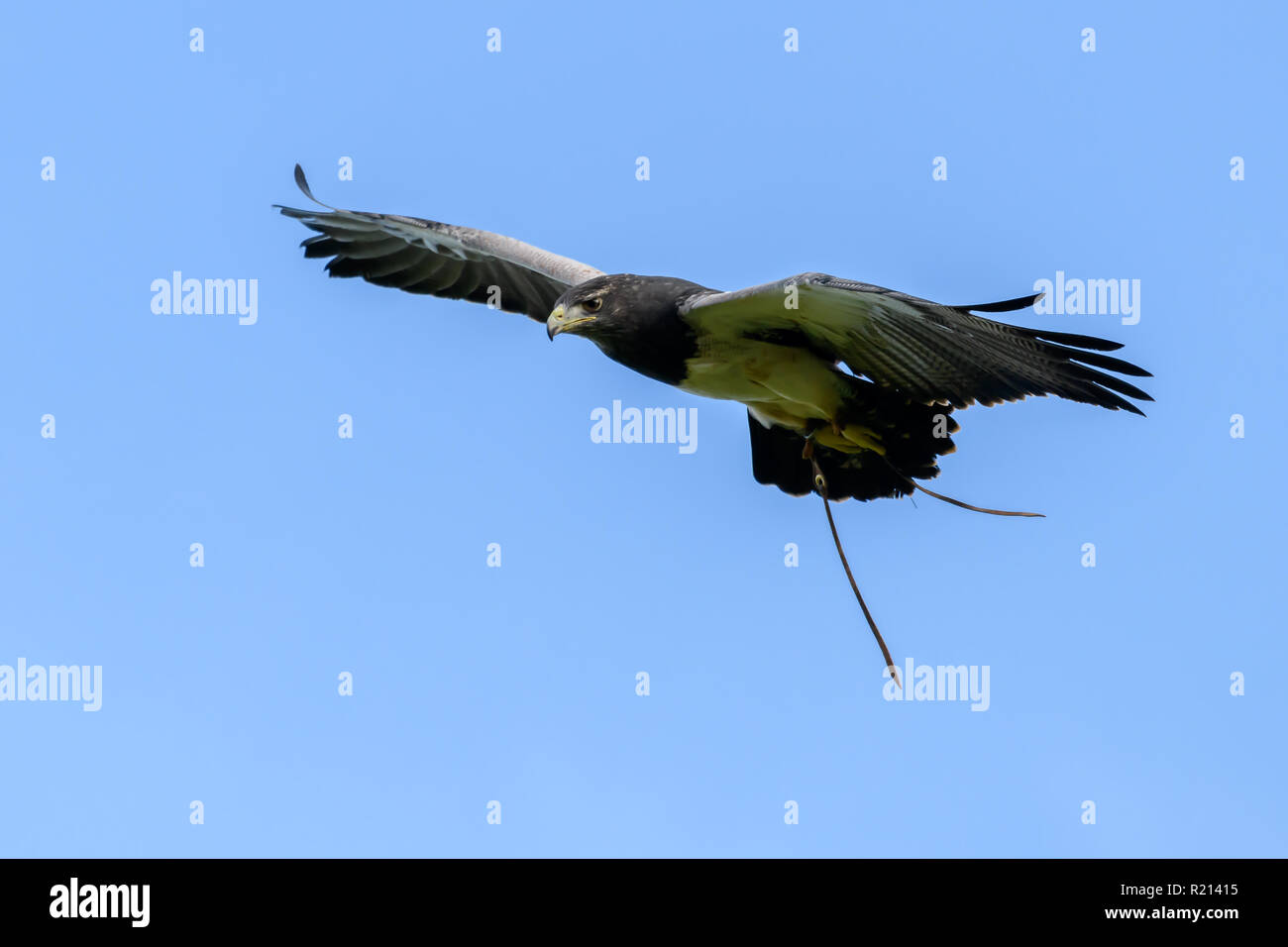 Buzzard eagle flying Stock Photo - Alamy