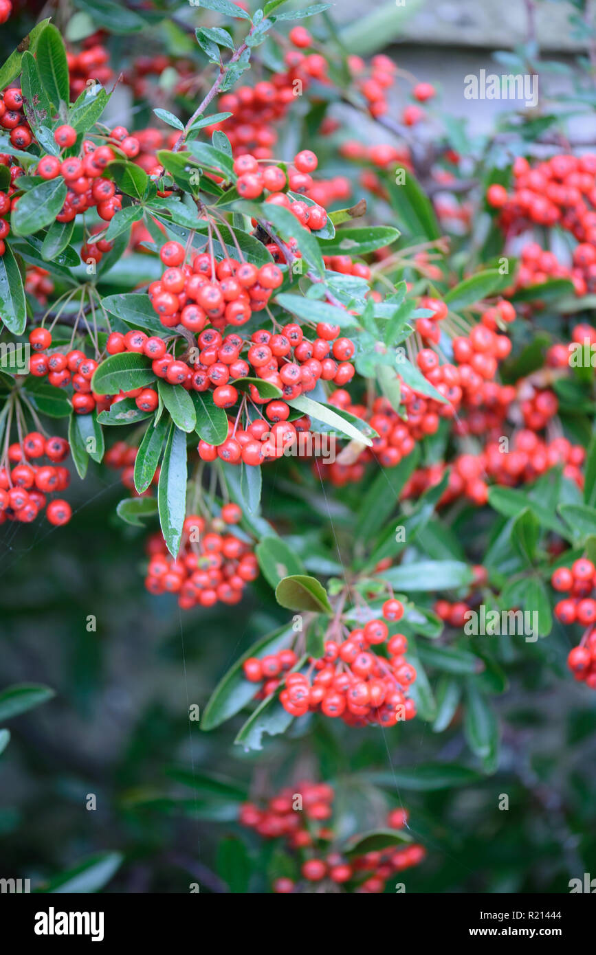 Pyracantha Saphyr Rouge / Red Stock Photo - Alamy
