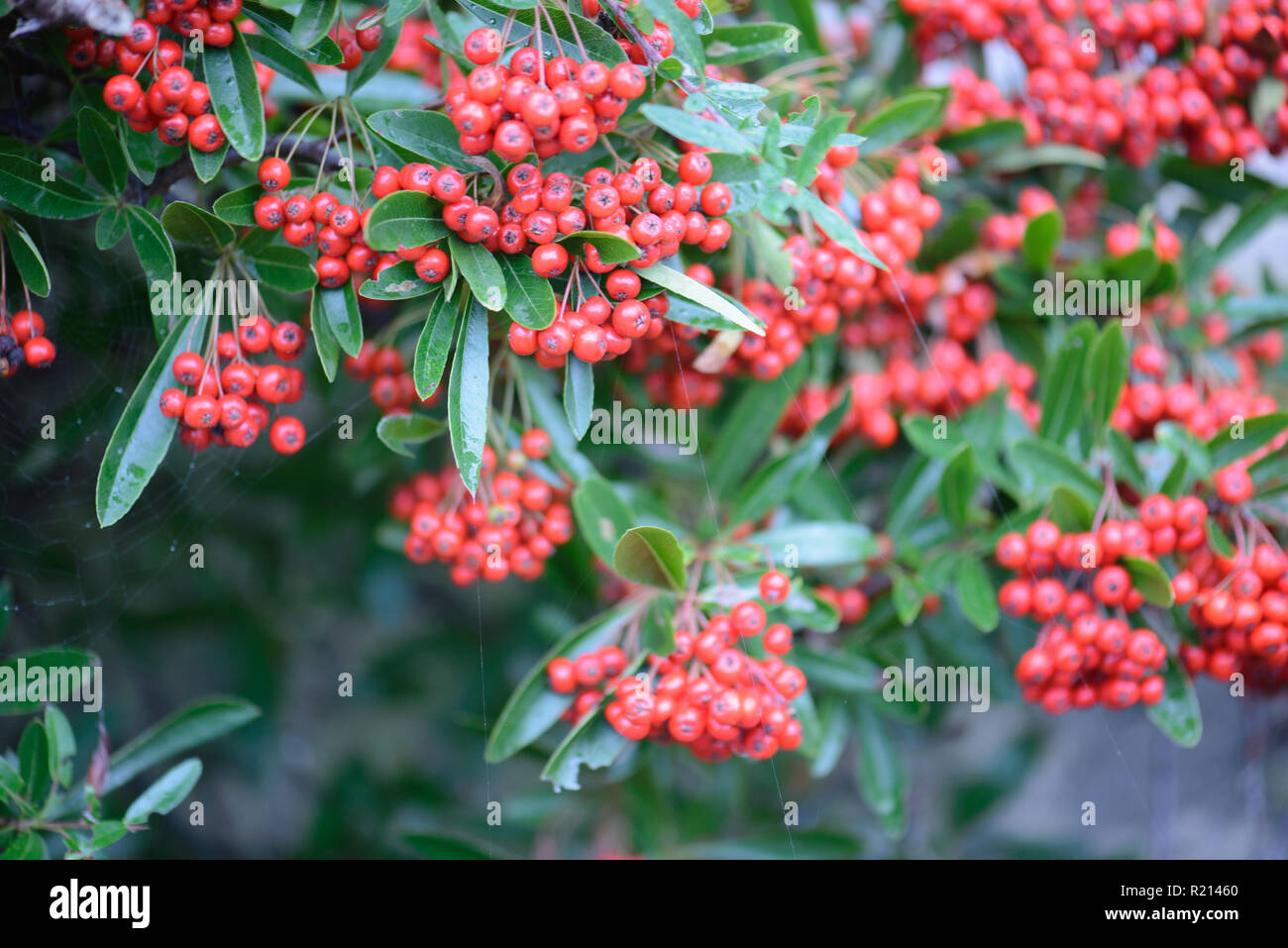 Pyracantha Saphyr Rouge / Red Stock Photo - Alamy
